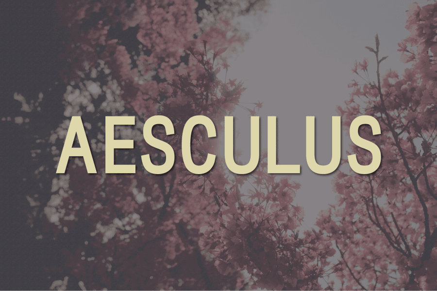 Aesculus Font · 1001 Fonts