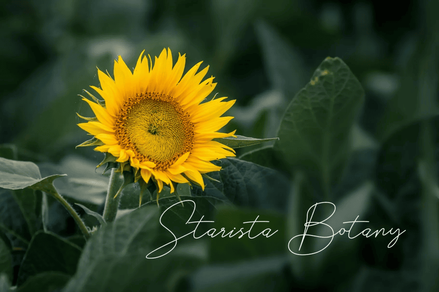 Akitha Font · 1001 Fonts