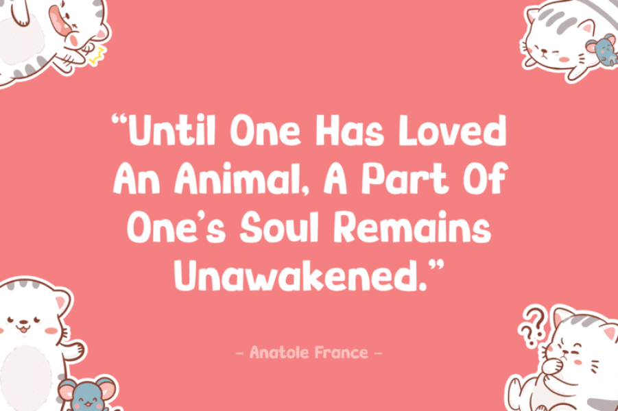 BINGO Font · 1001 Fonts