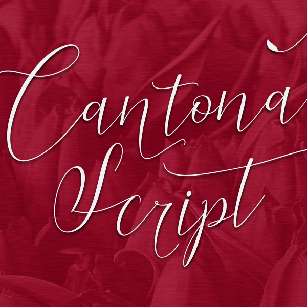Cantona Script Font · 1001 Fonts