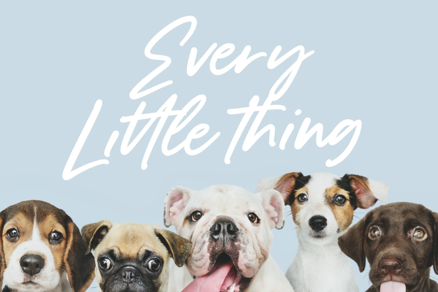 Dancingdog Font · 1001 Fonts