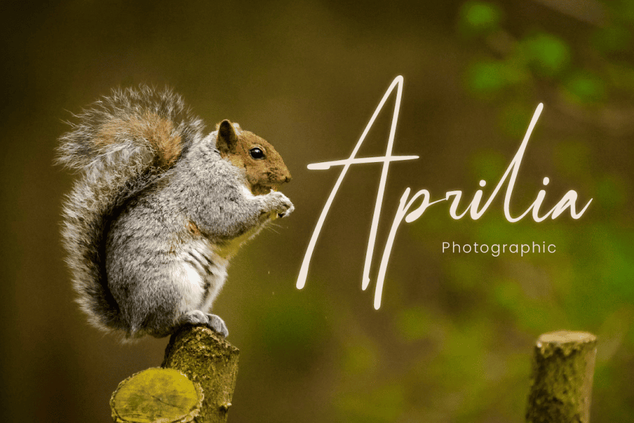 Jackleen Font · 1001 Fonts