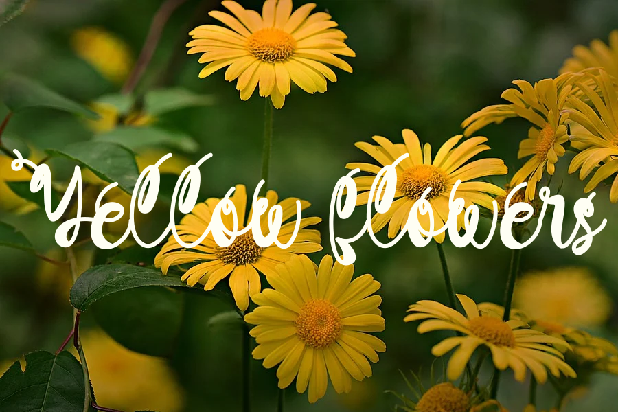 5 Free Juice, Decorative Fonts · 1001 Fonts