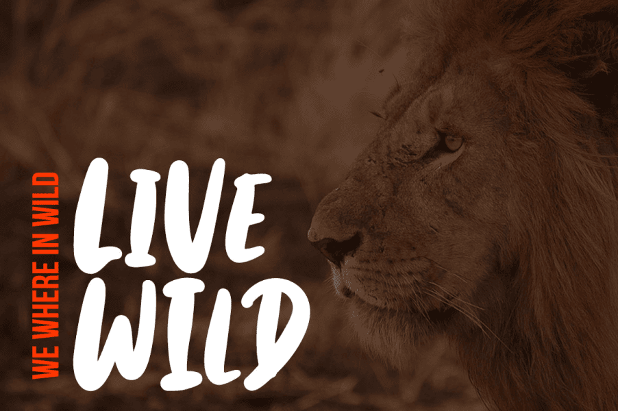 Maddox Font · 1001 Fonts