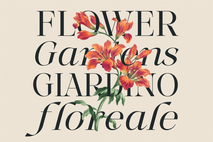 More Light Font Family · 1001 Fonts