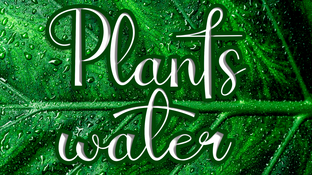 Plants Water Font · 1001 Fonts