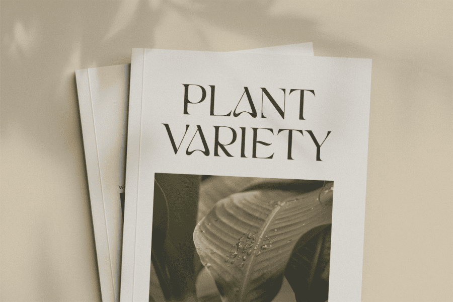 bigbang regular font