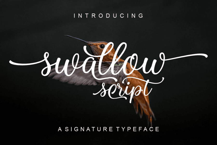 Swallow Script Font · 1001 Fonts