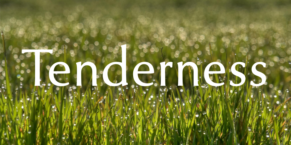 Tenderness Font · 1001 Fonts