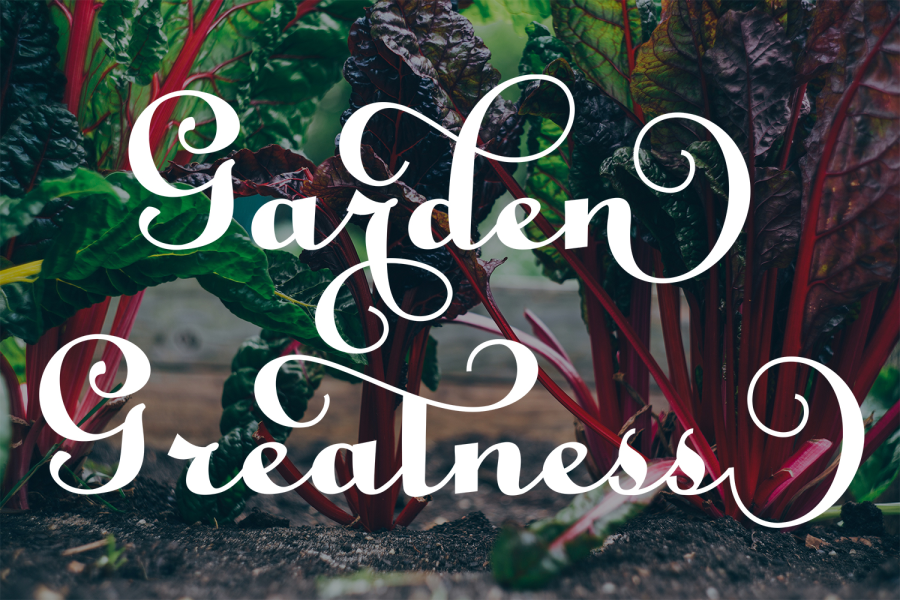 The Magister Script Font · 1001 Fonts