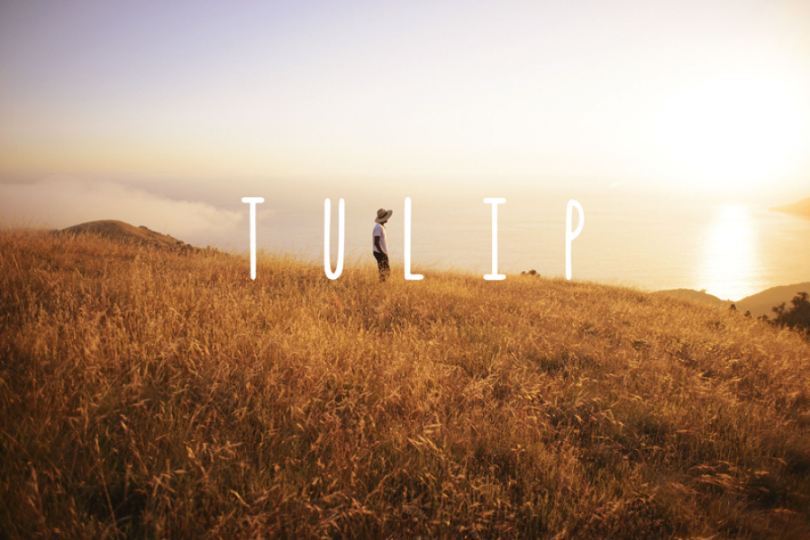 Tulip Font · 1001 Fonts